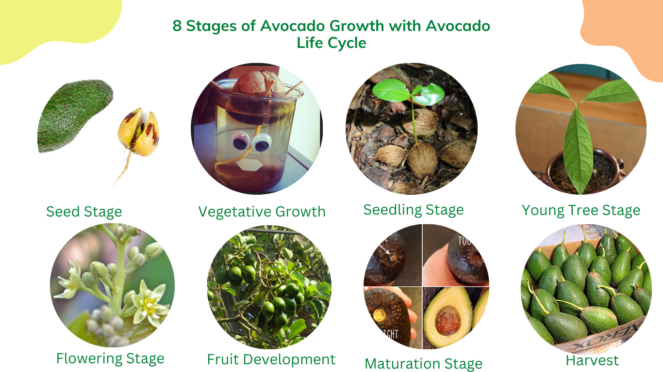 8 Stages Of Avocado Growth With Avocado Life Cycle South Asian
